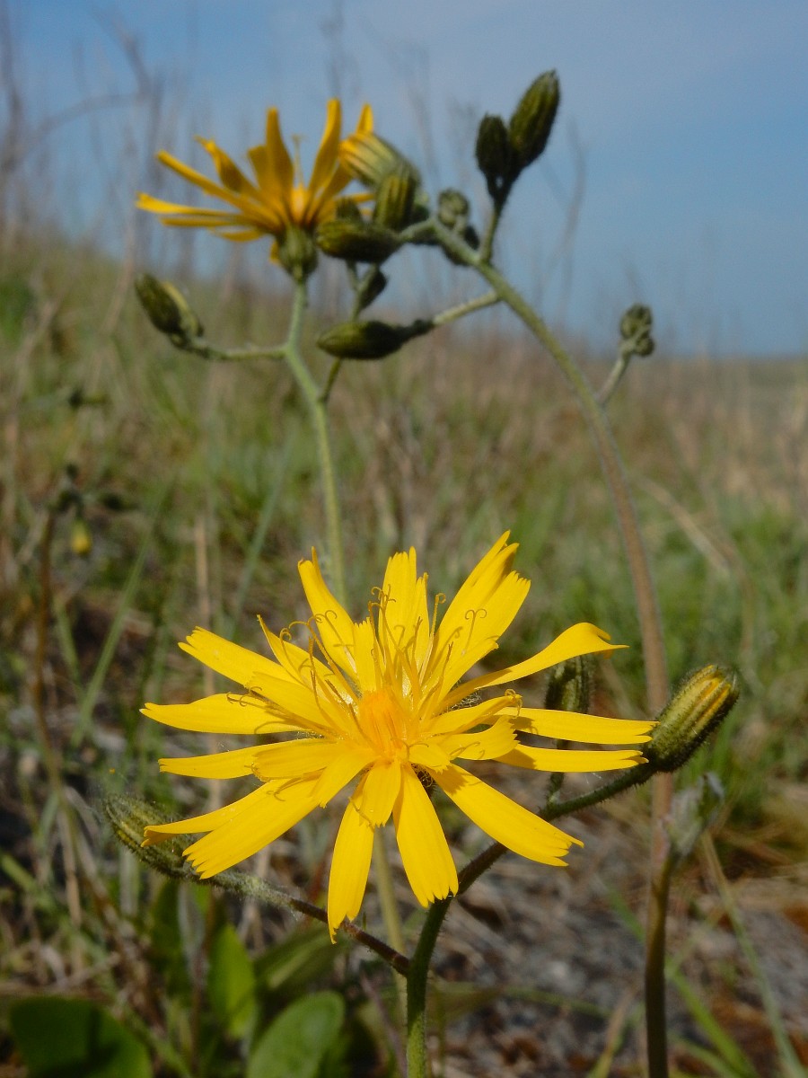 Hieracium murorum, Wall Hawkweed