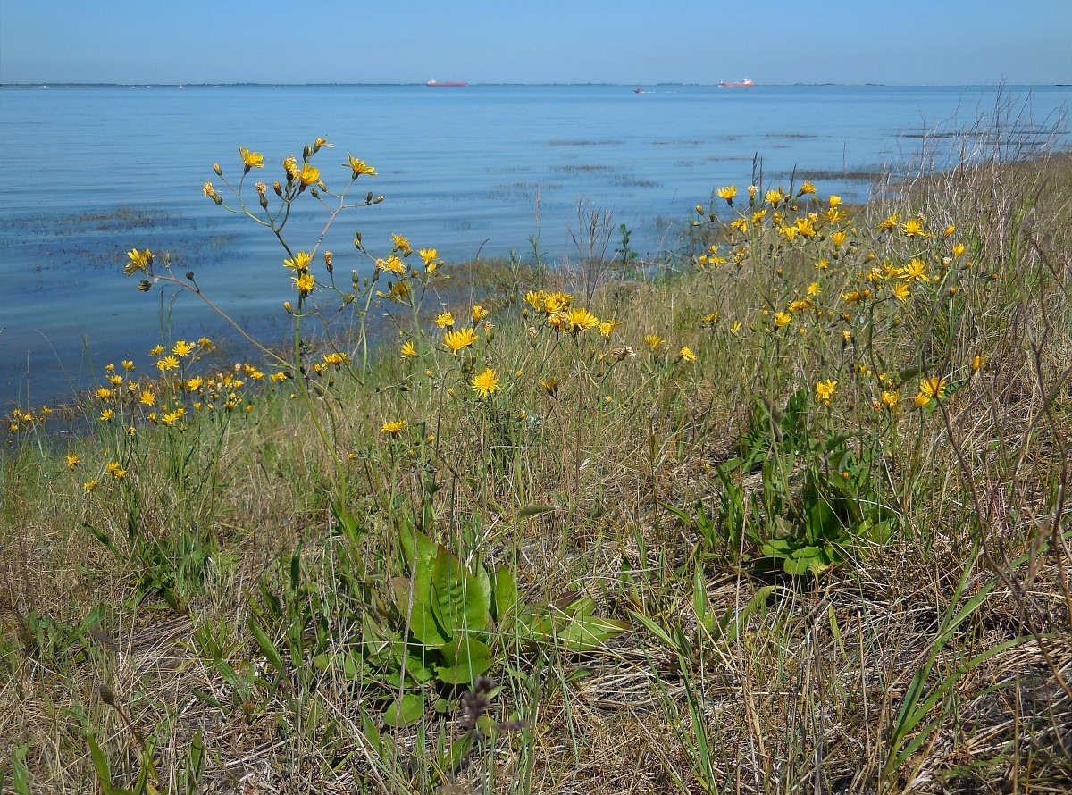 Hieracium murorum, Wall Hawkweed
