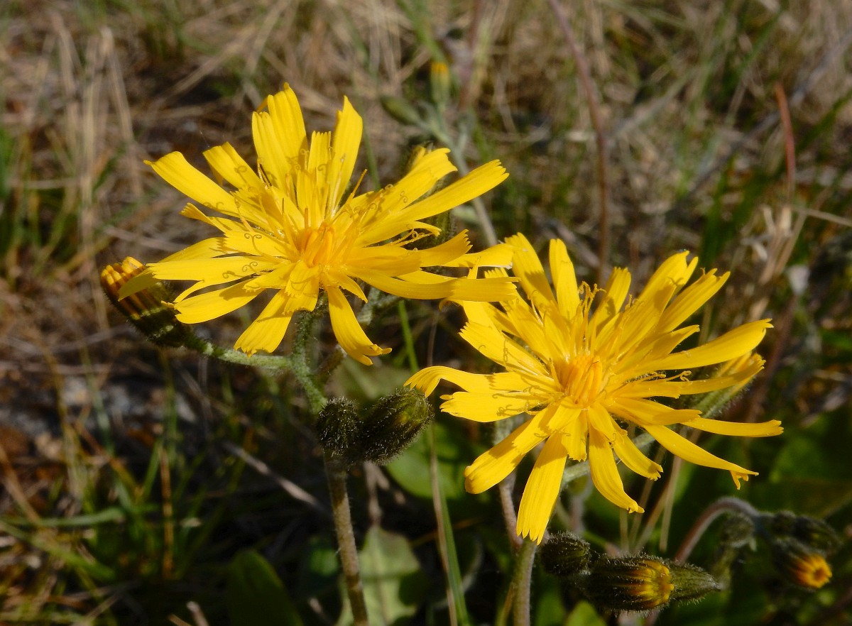 Hieracium murorum, Wall Hawkweed
