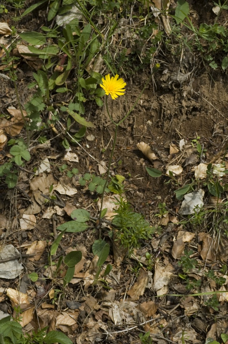 Hieracium murorum, Wall Hawkweed