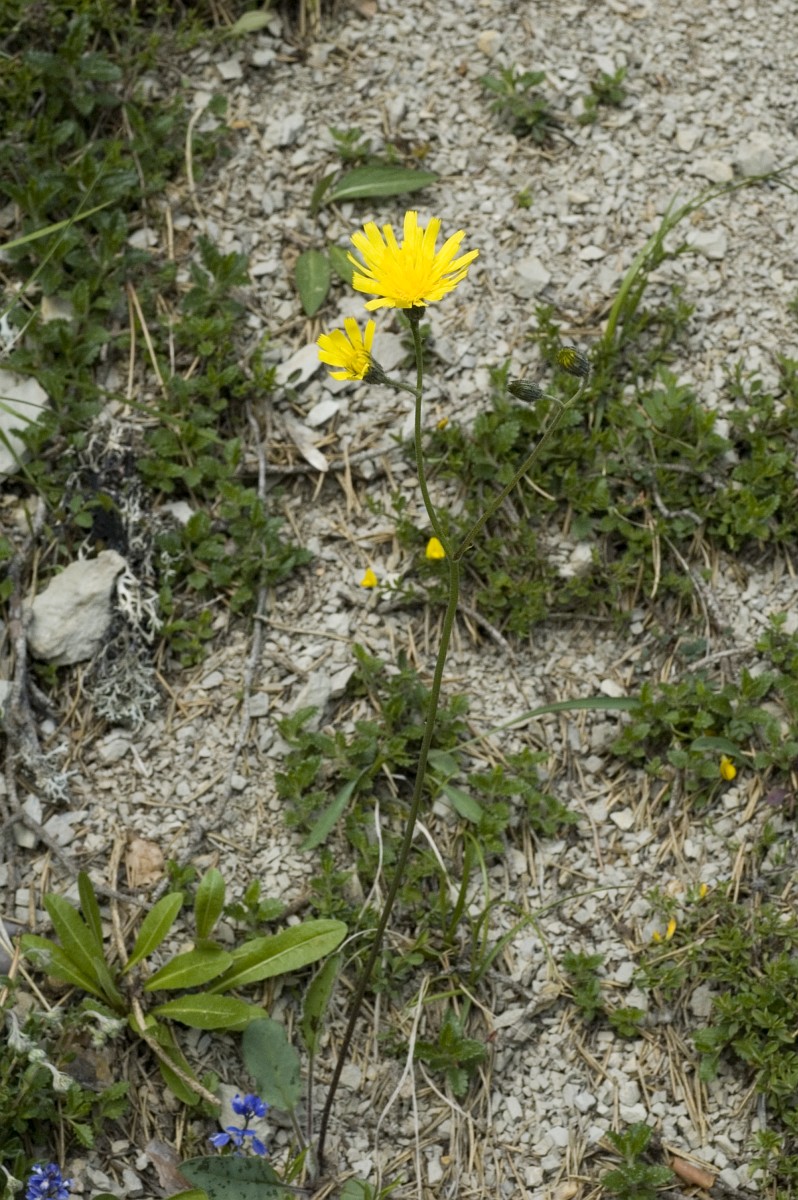 Hieracium murorum, Wall Hawkweed
