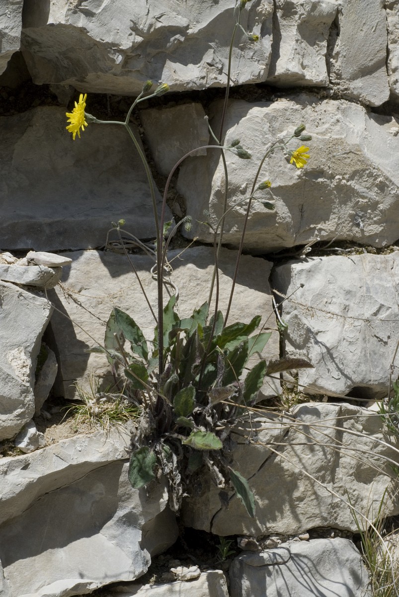 Hieracium murorum, Wall Hawkweed