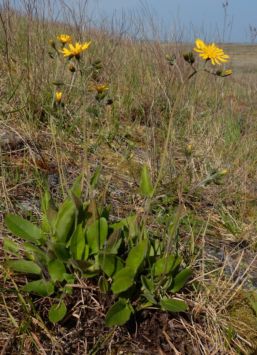 Hieracium murorum, Wall Hawkweed