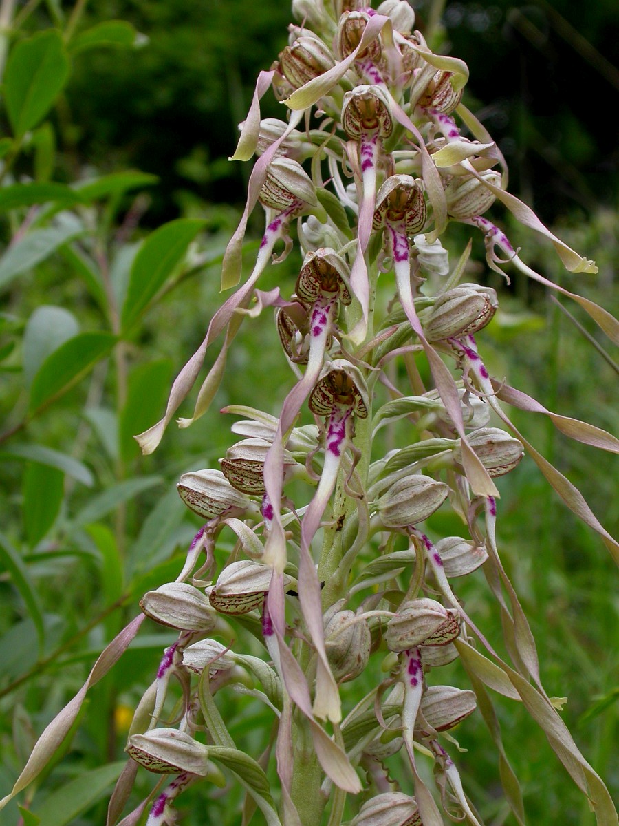 Himantoglossum hircinum, Lizard Orchid