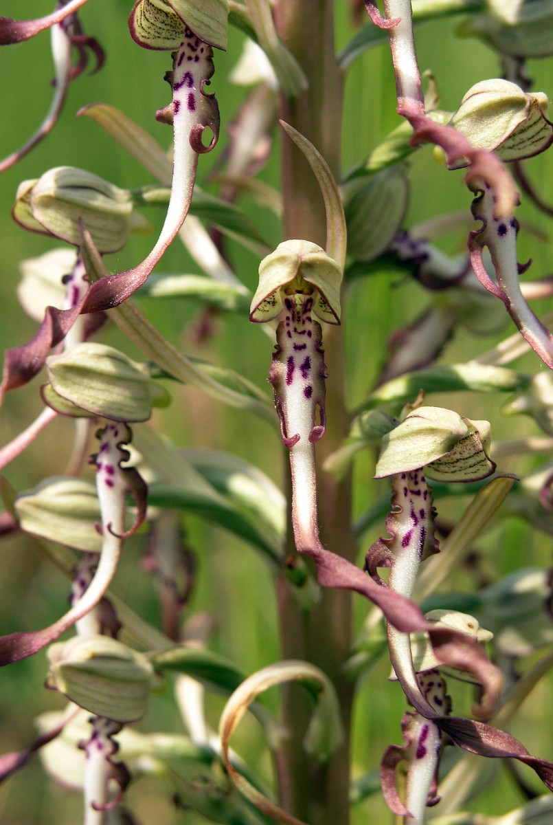 Himantoglossum hircinum, Lizard Orchid