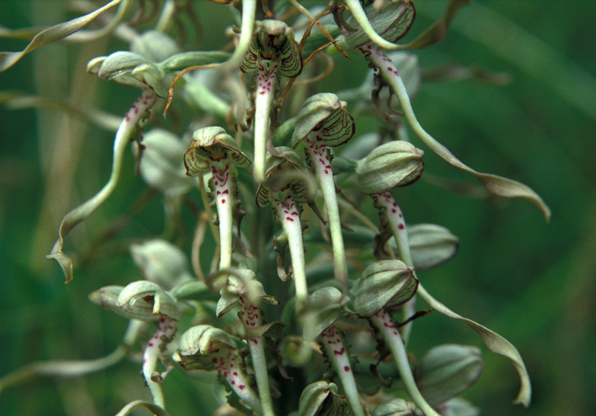 Himantoglossum hircinum, Lizard Orchid
