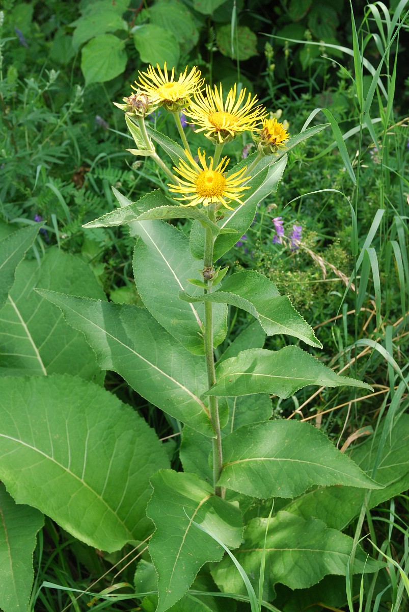 Inula helenium