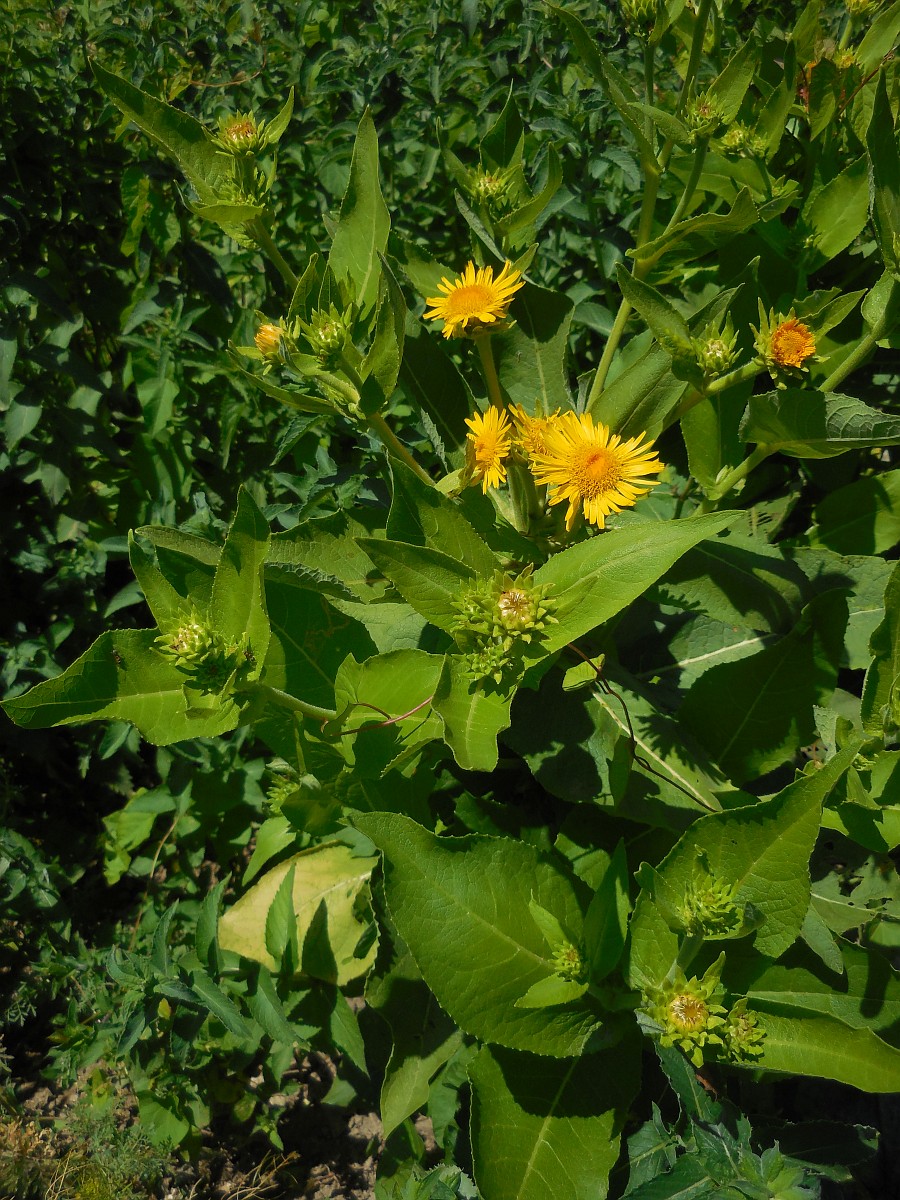 Inula helenium