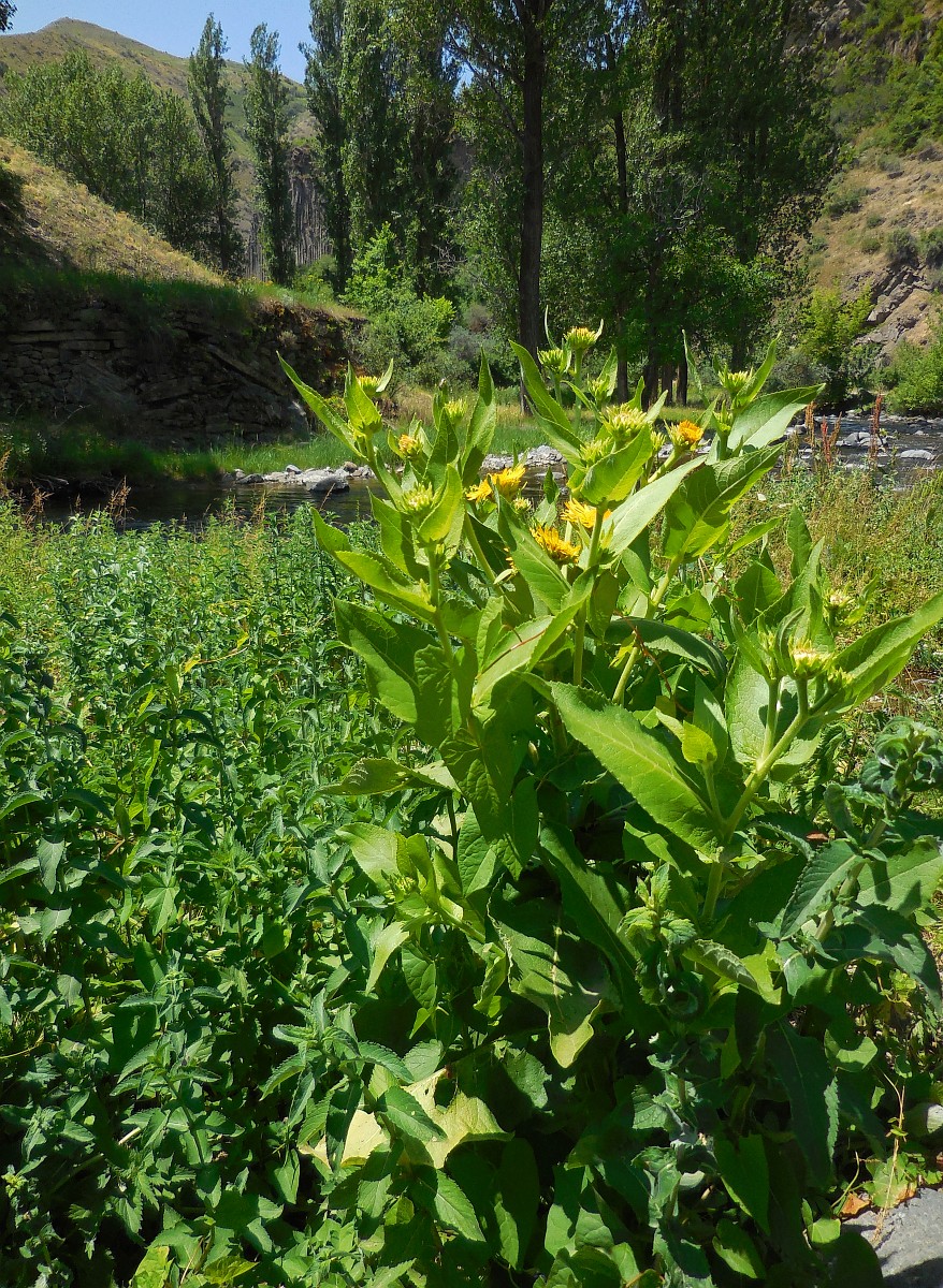 Inula helenium