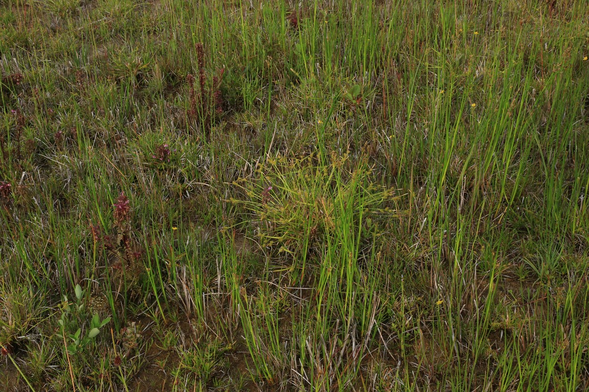 Juncus acutiflorus, Sharpflower Rush