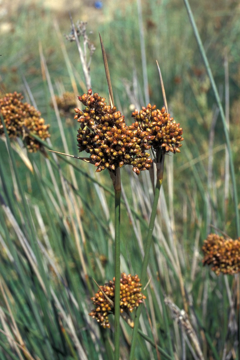 Juncus acutus