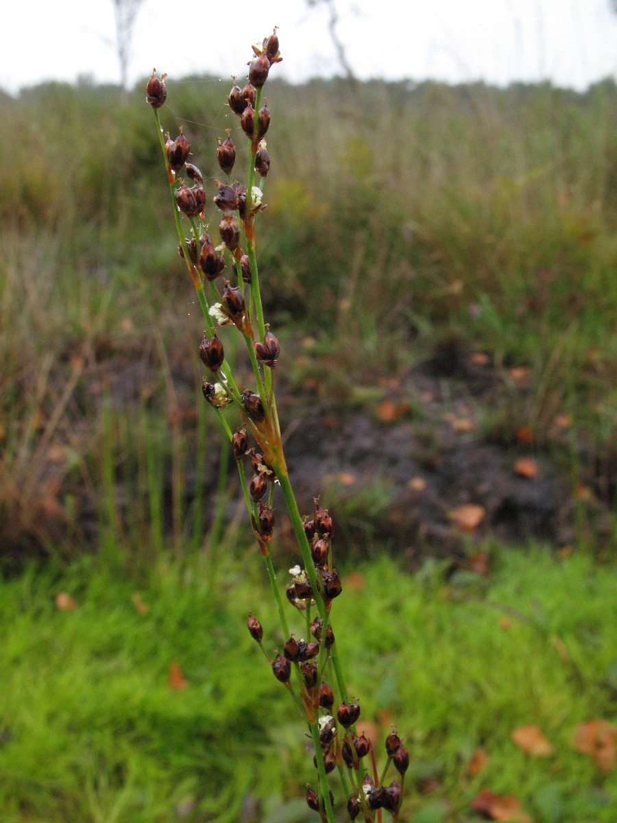 Juncus alpinoarticulatus, Alpine Rush