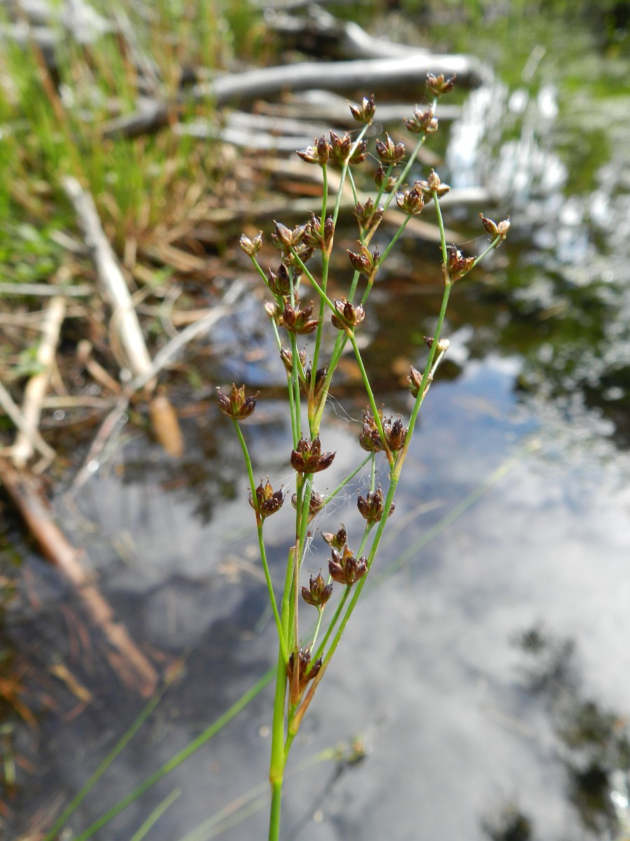 Juncus alpinoarticulatus, Alpine Rush