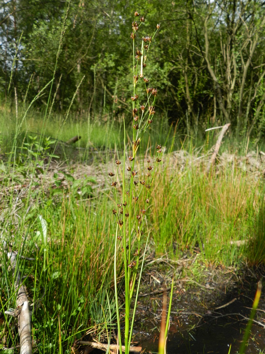 Juncus alpinoarticulatus, Alpine Rush