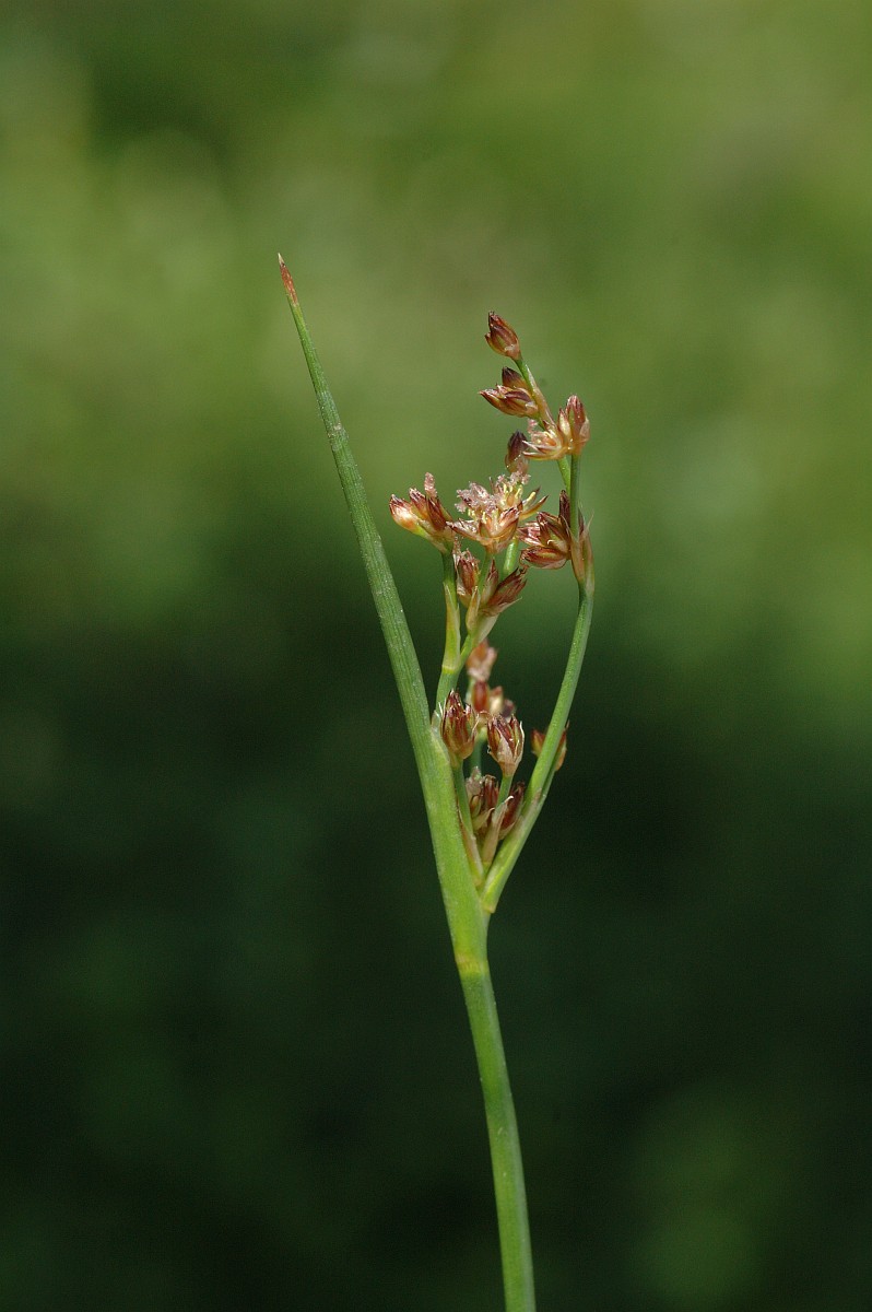Juncus alpinoarticulatus, Alpine Rush