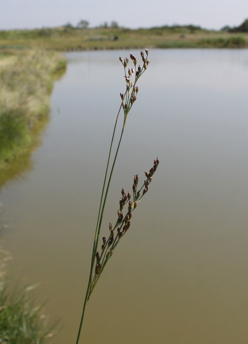 Juncus alpinoarticulatus, Alpine Rush