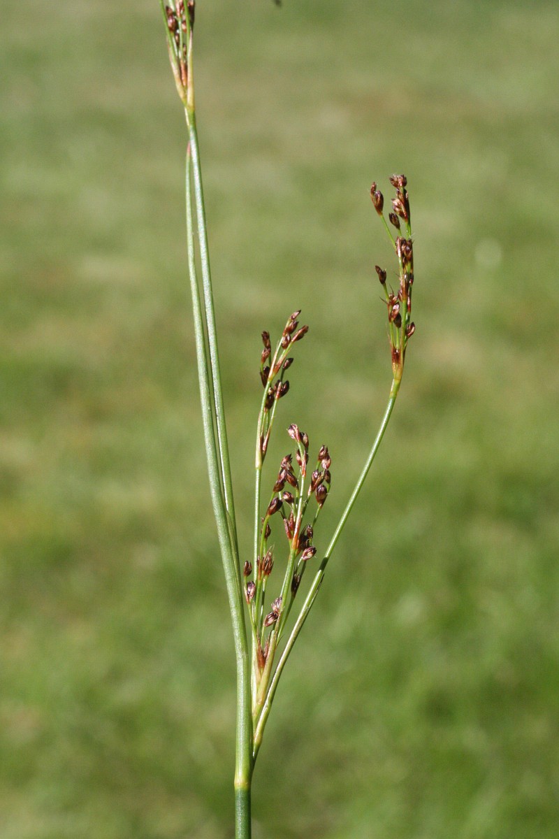 Juncus alpinoarticulatus, Alpine Rush