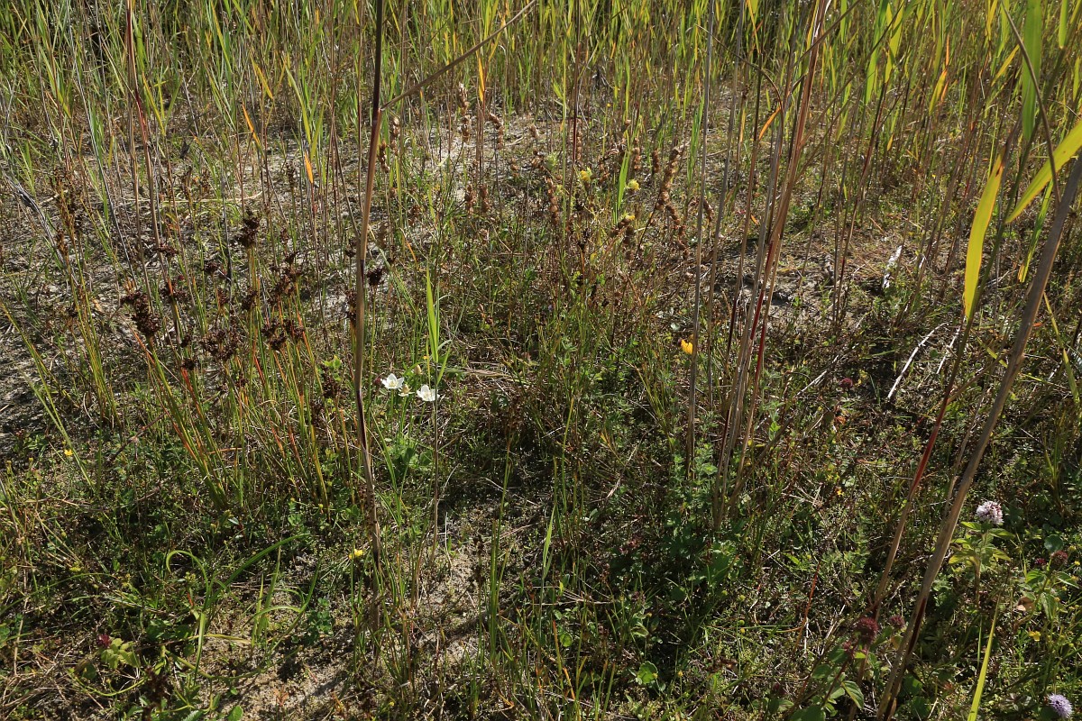 Juncus alpinoarticulatus, Alpine Rush