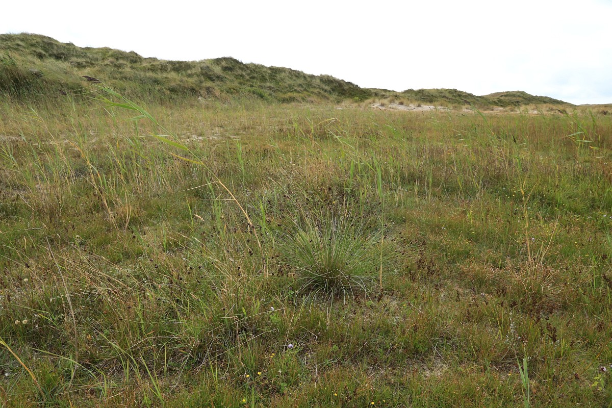 Juncus alpinoarticulatus, Alpine Rush