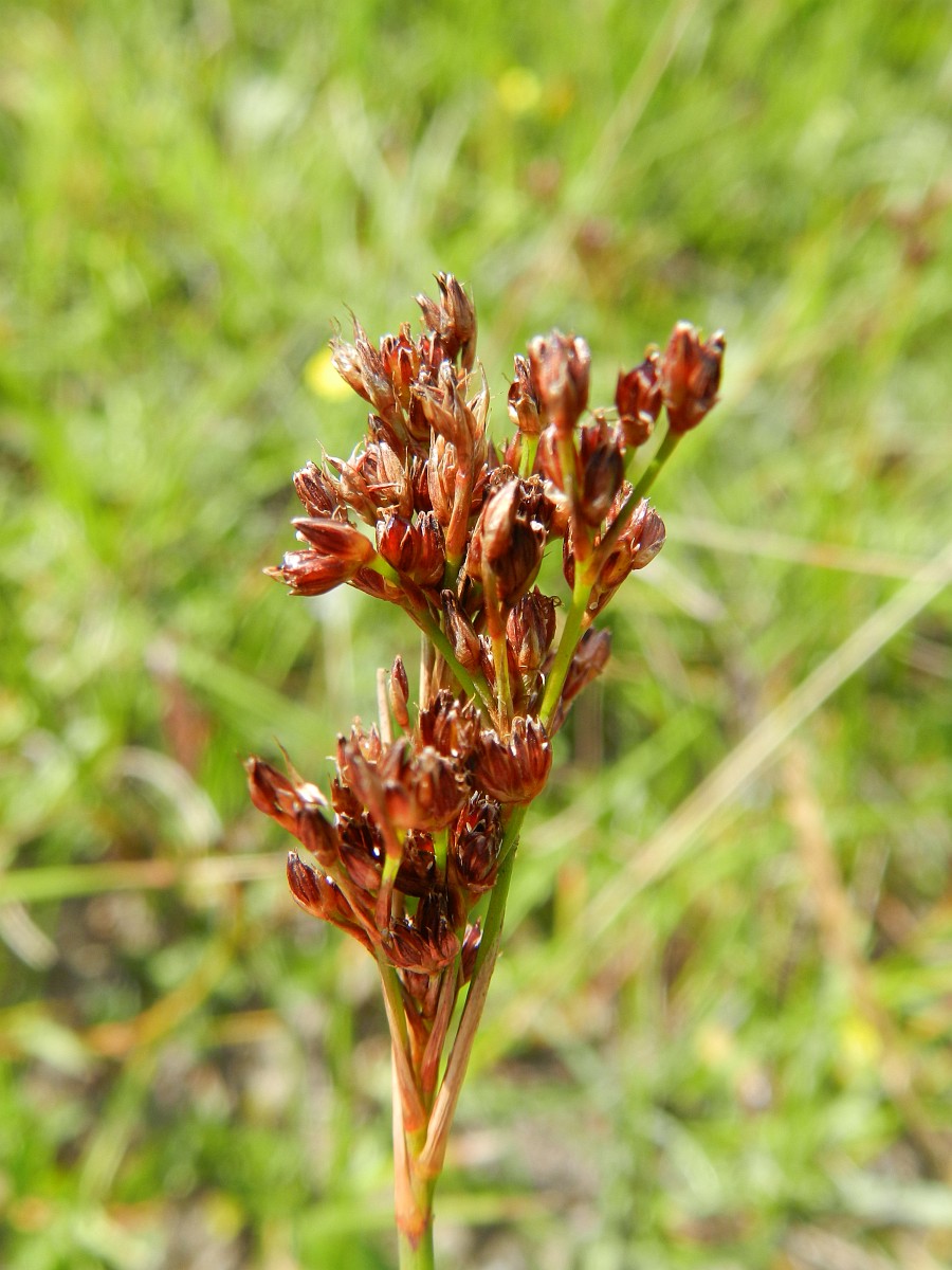 Juncus alpinoarticulatus, Alpine Rush