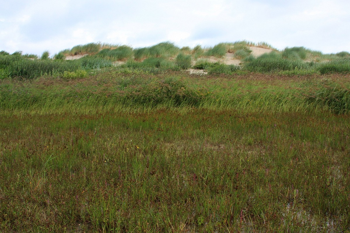 Juncus alpinoarticulatus, Alpine Rush