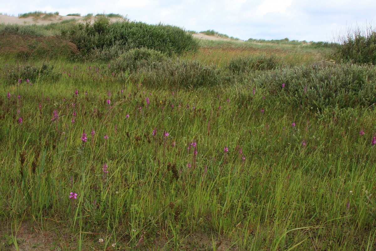Juncus alpinoarticulatus, Alpine Rush