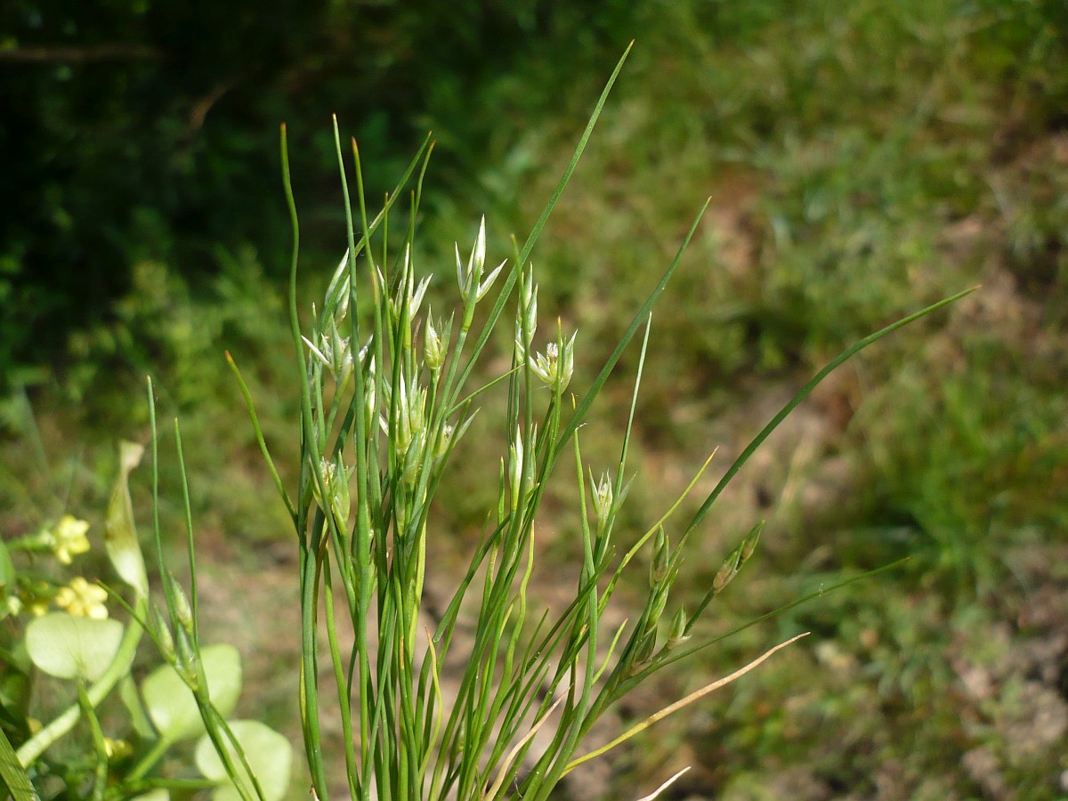 Juncus bufonius, Toadrush