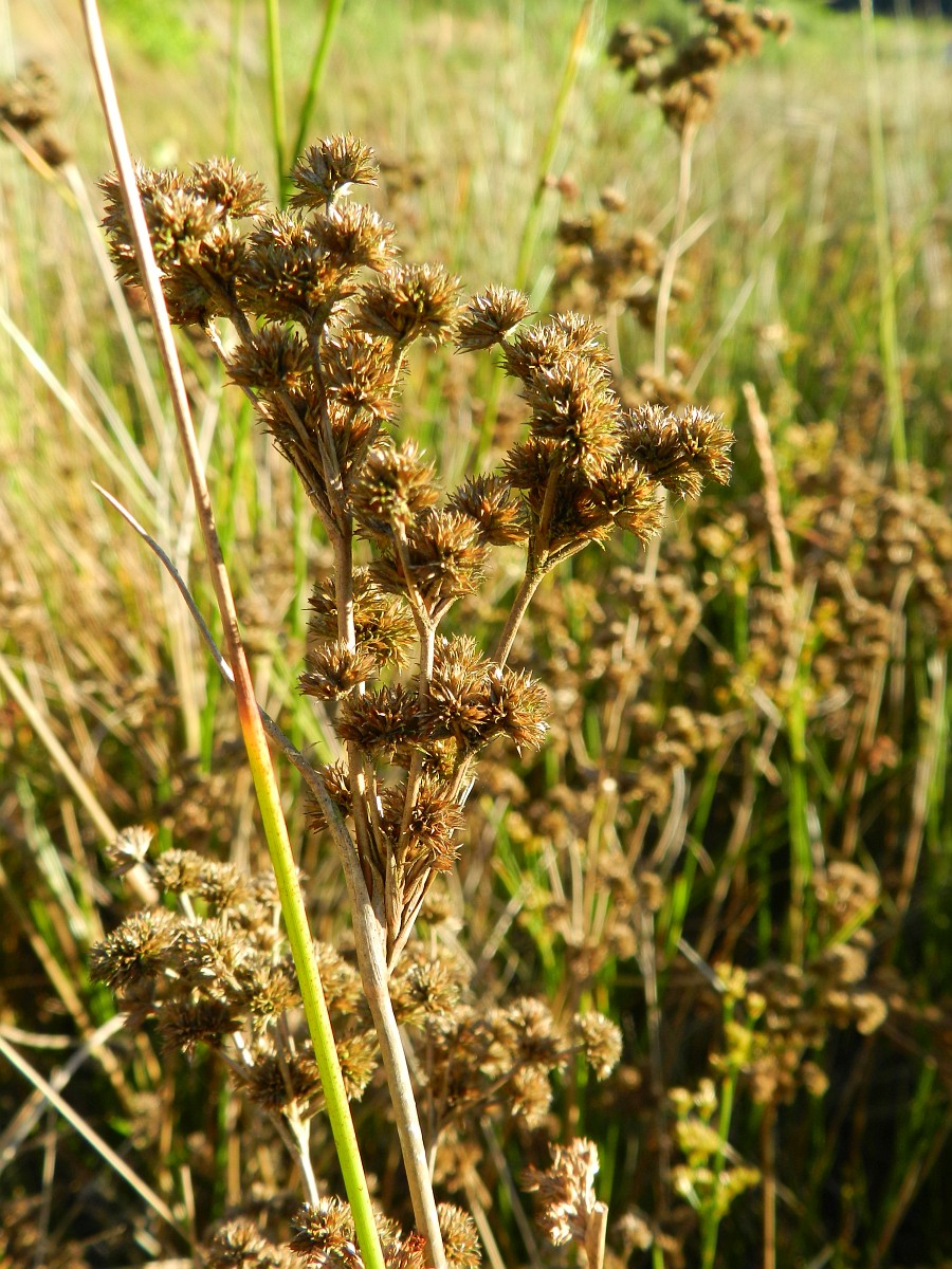 Juncus canadensis, Canadian Rush