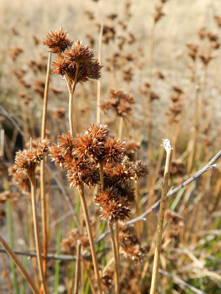 Juncus canadensis, Canadian Rush