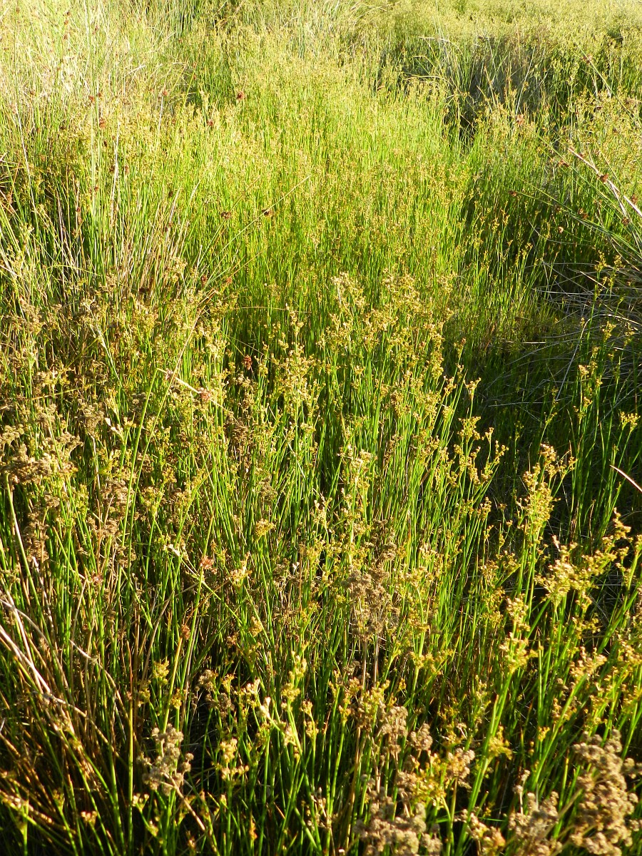 Juncus canadensis, Canadian Rush