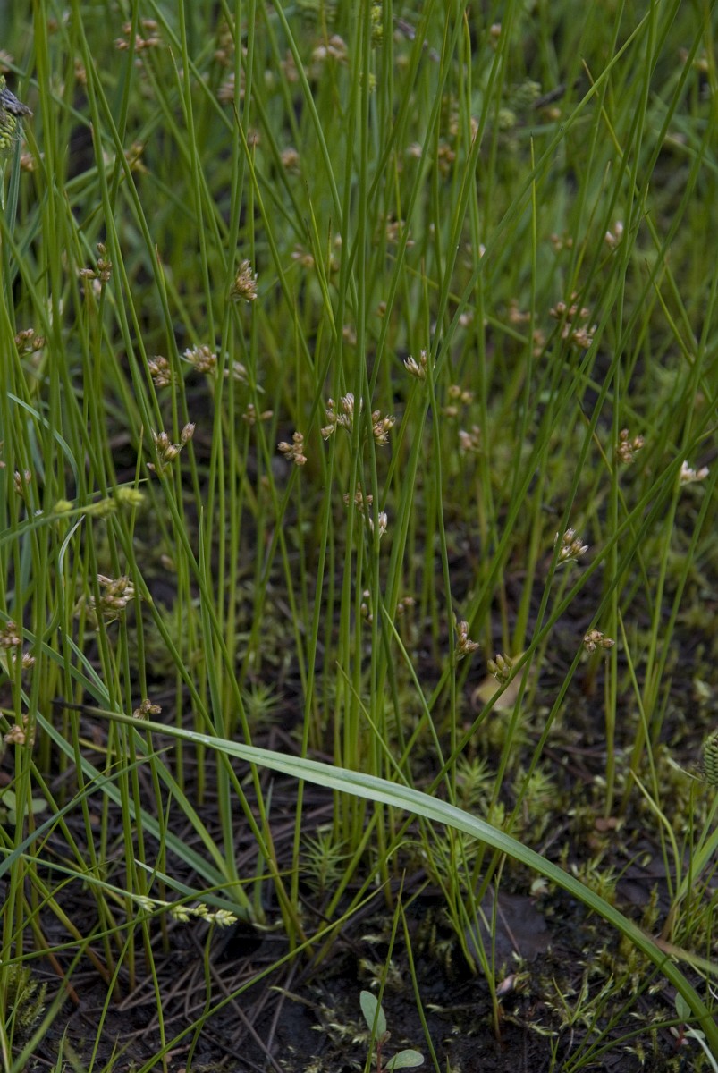 Juncus filiformis, Thread Rush