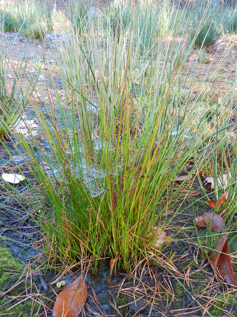 Juncus filiformis, Thread Rush