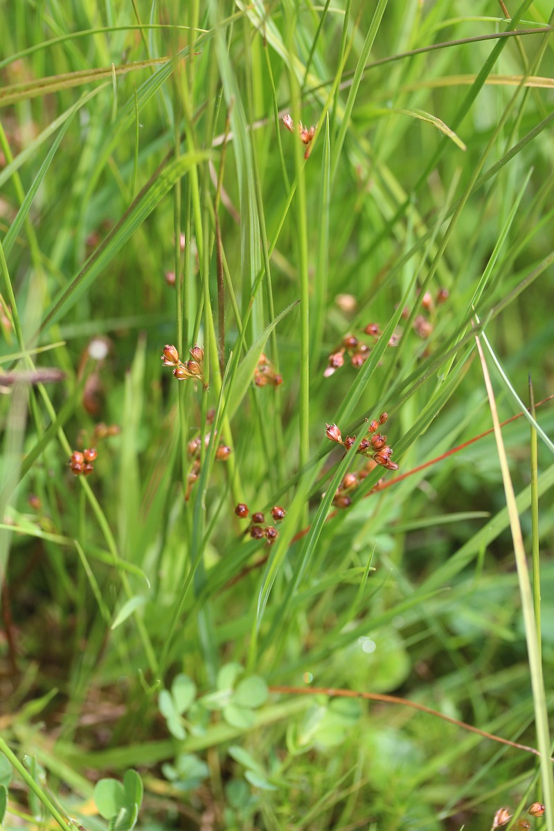 Juncus filiformis, Thread Rush