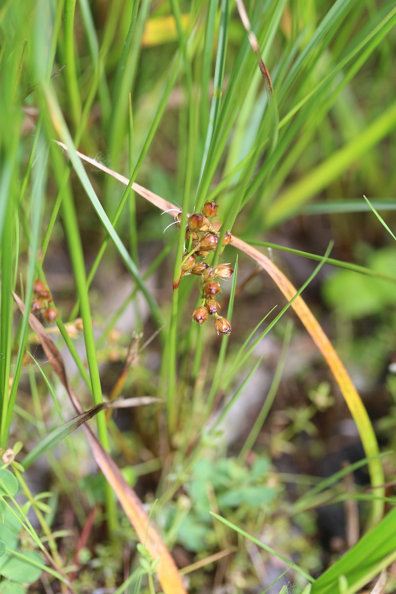 Juncus filiformis, Thread Rush