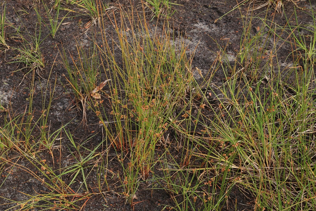Juncus filiformis, Thread Rush