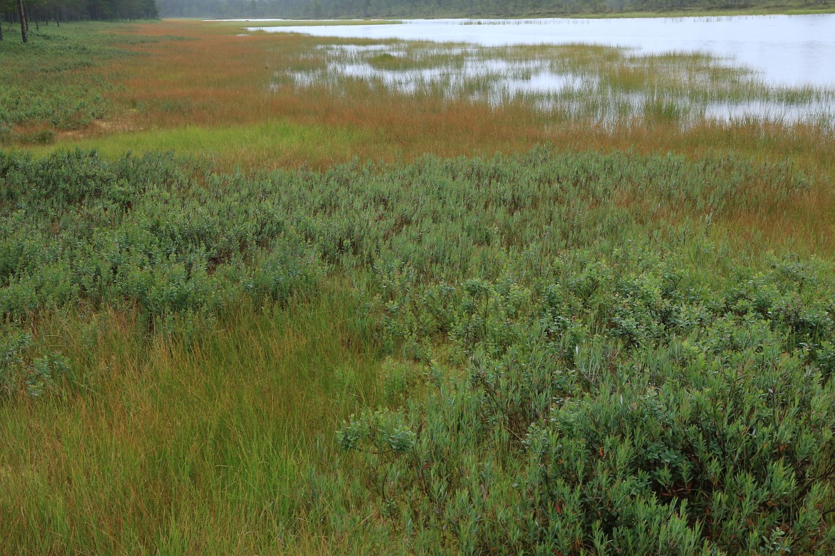 Juncus filiformis, Thread Rush