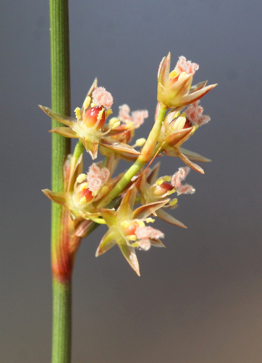 Juncus filiformis, Thread Rush