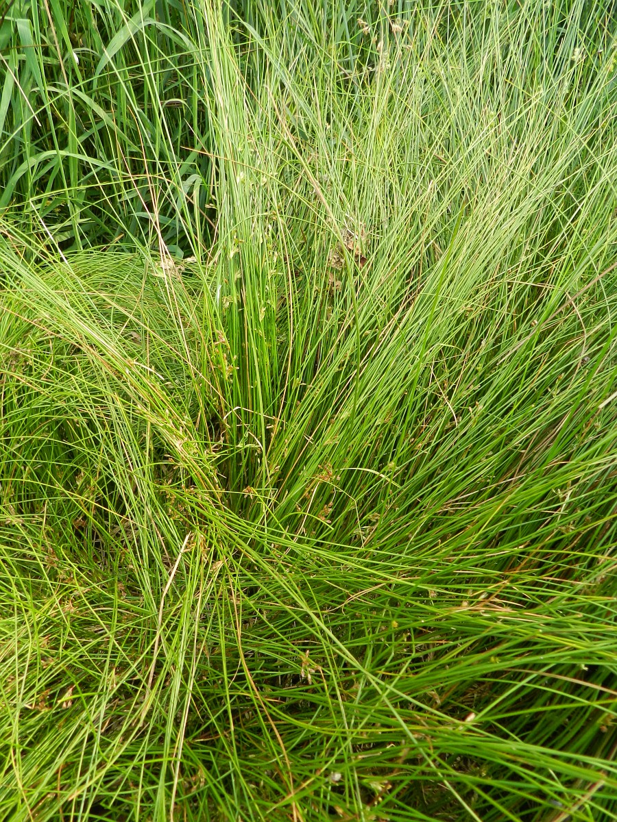 Juncus filiformis, Thread Rush