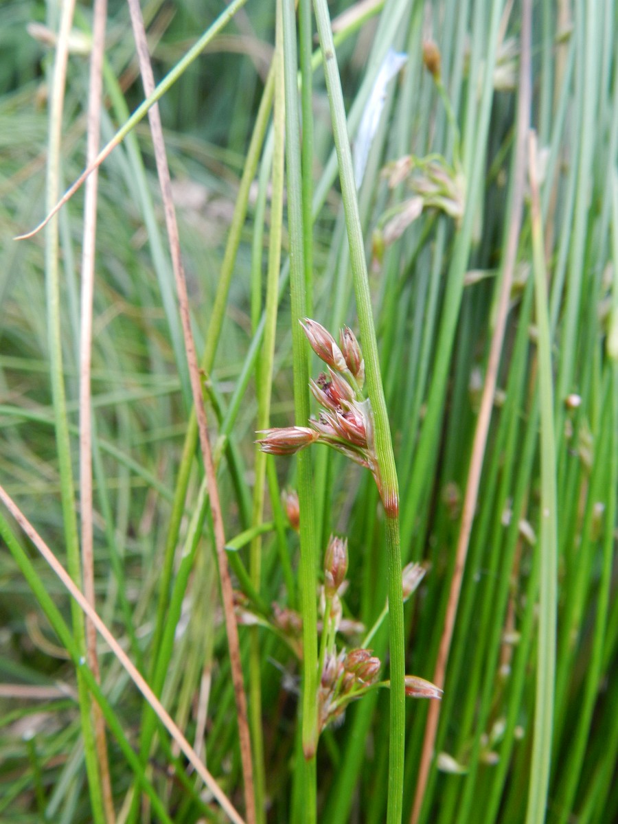 Juncus filiformis, Thread Rush
