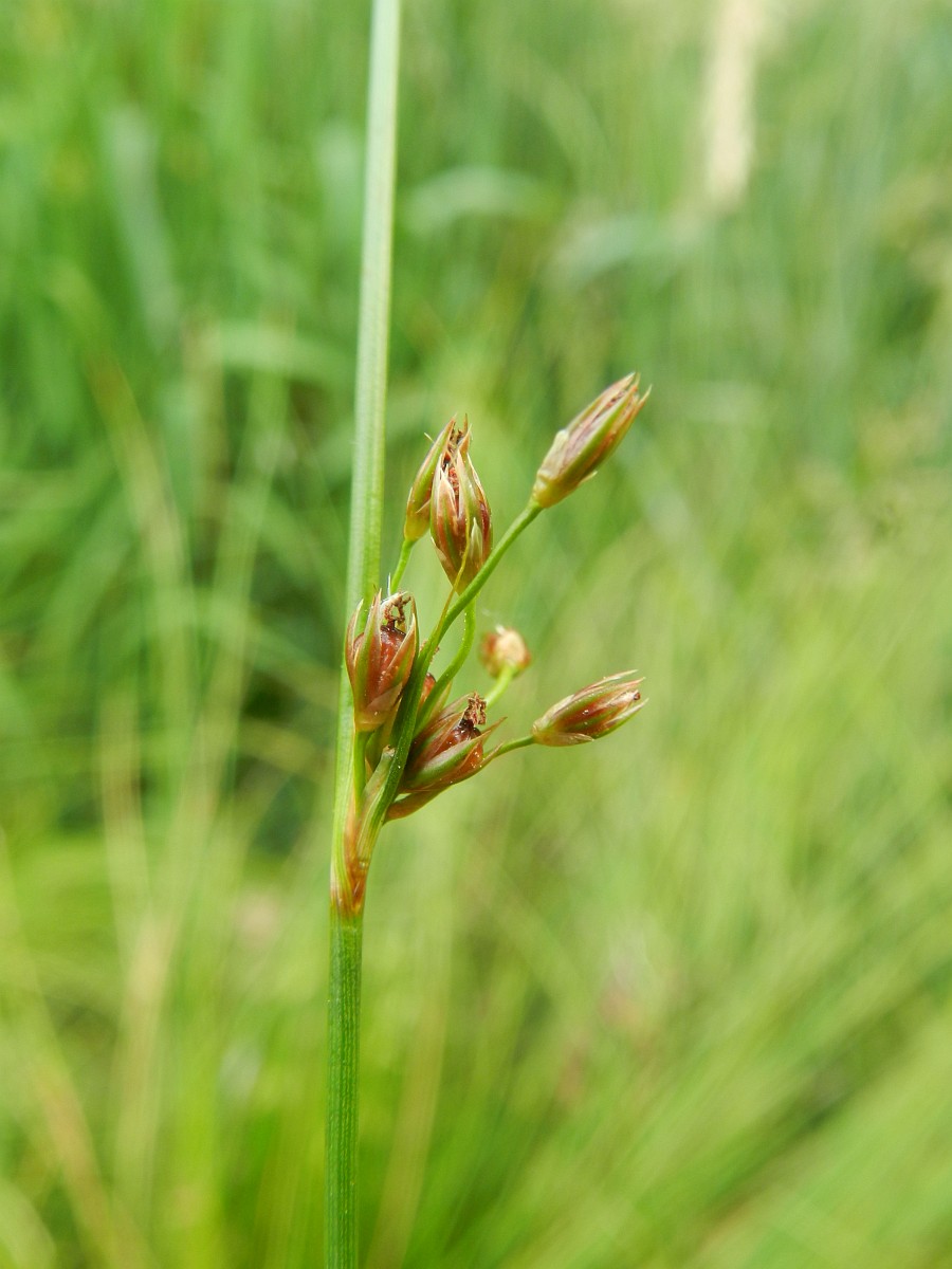 Juncus filiformis, Thread Rush