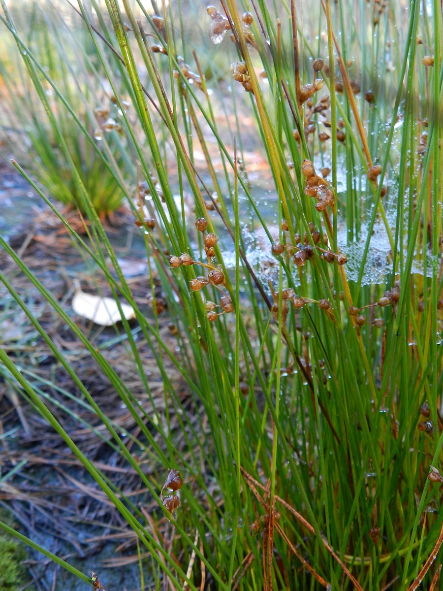 Juncus filiformis, Thread Rush