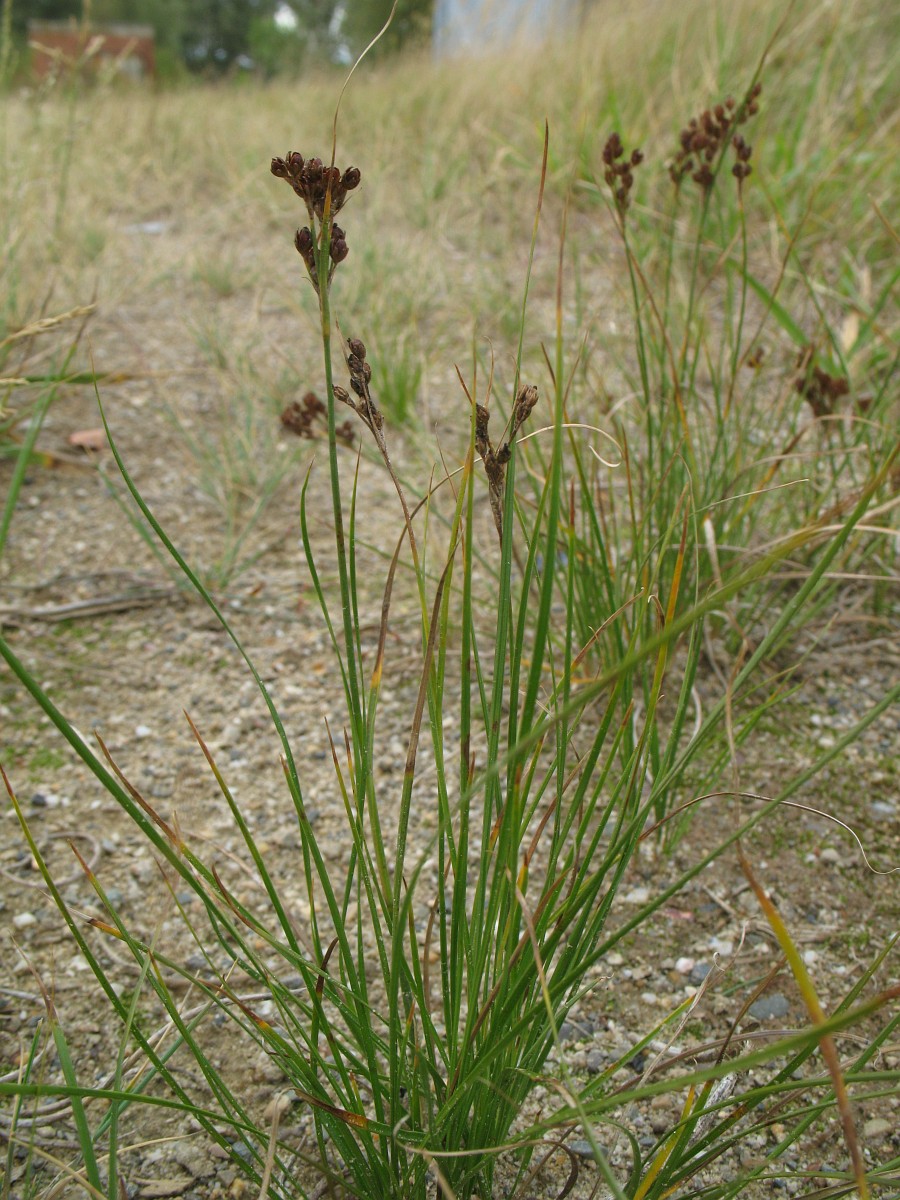 Juncus gerardii, Saltmeadow Rush