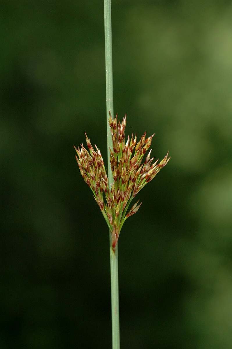 Juncus inflexus, Hard Rush