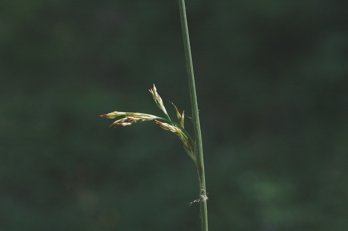 Juncus inflexus, Hard Rush