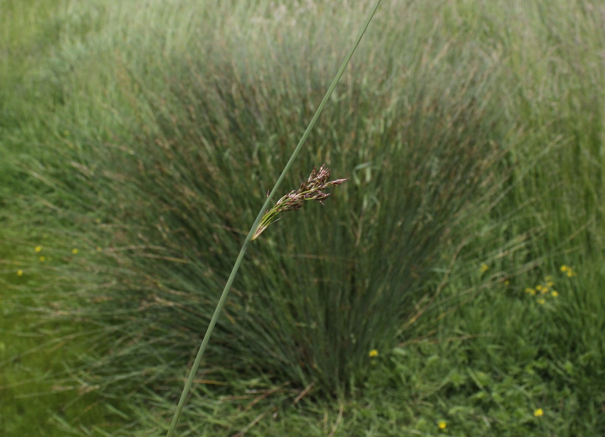 Juncus inflexus, Hard Rush