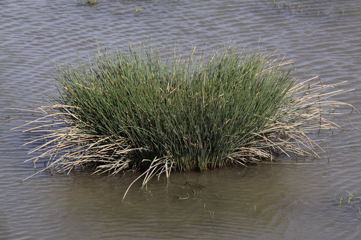 Juncus Inflexus