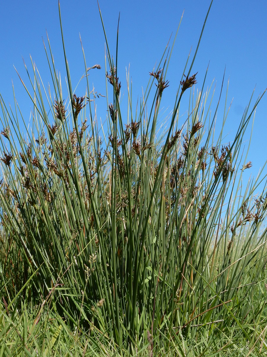 Juncus inflexus, Hard Rush