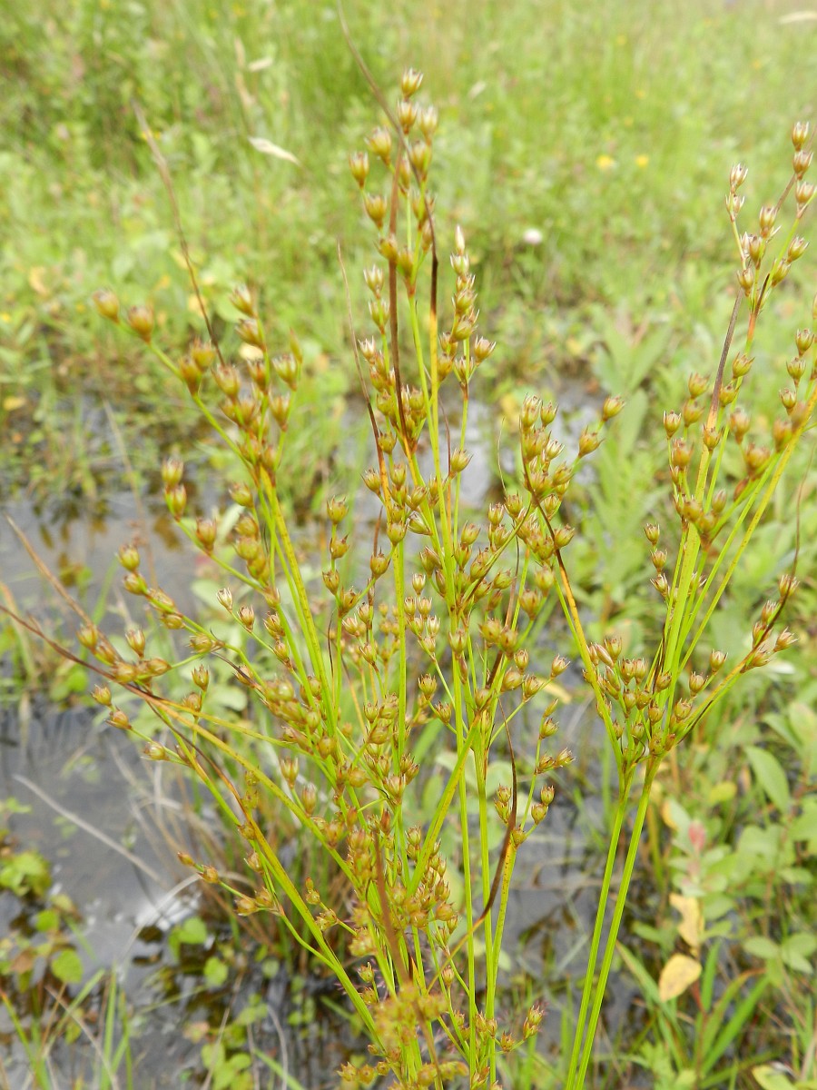 Juncus tenuis
