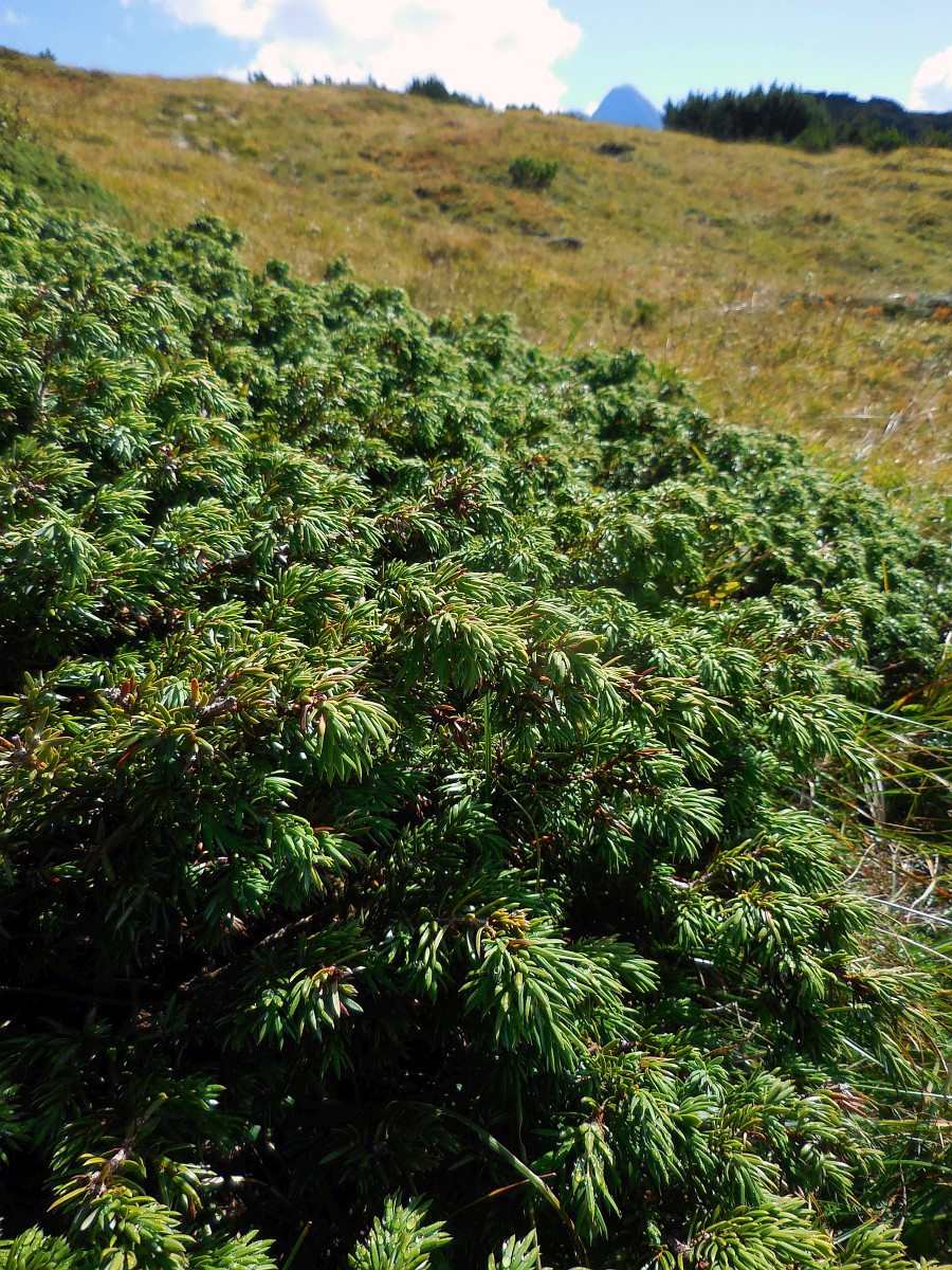Juniperus communis, Juniper