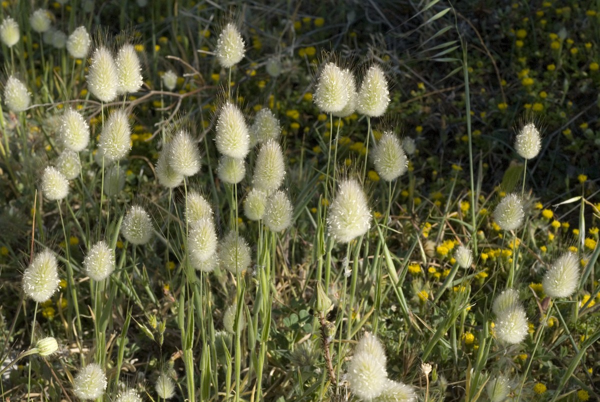 Lagurus ovatus, Hares-tail